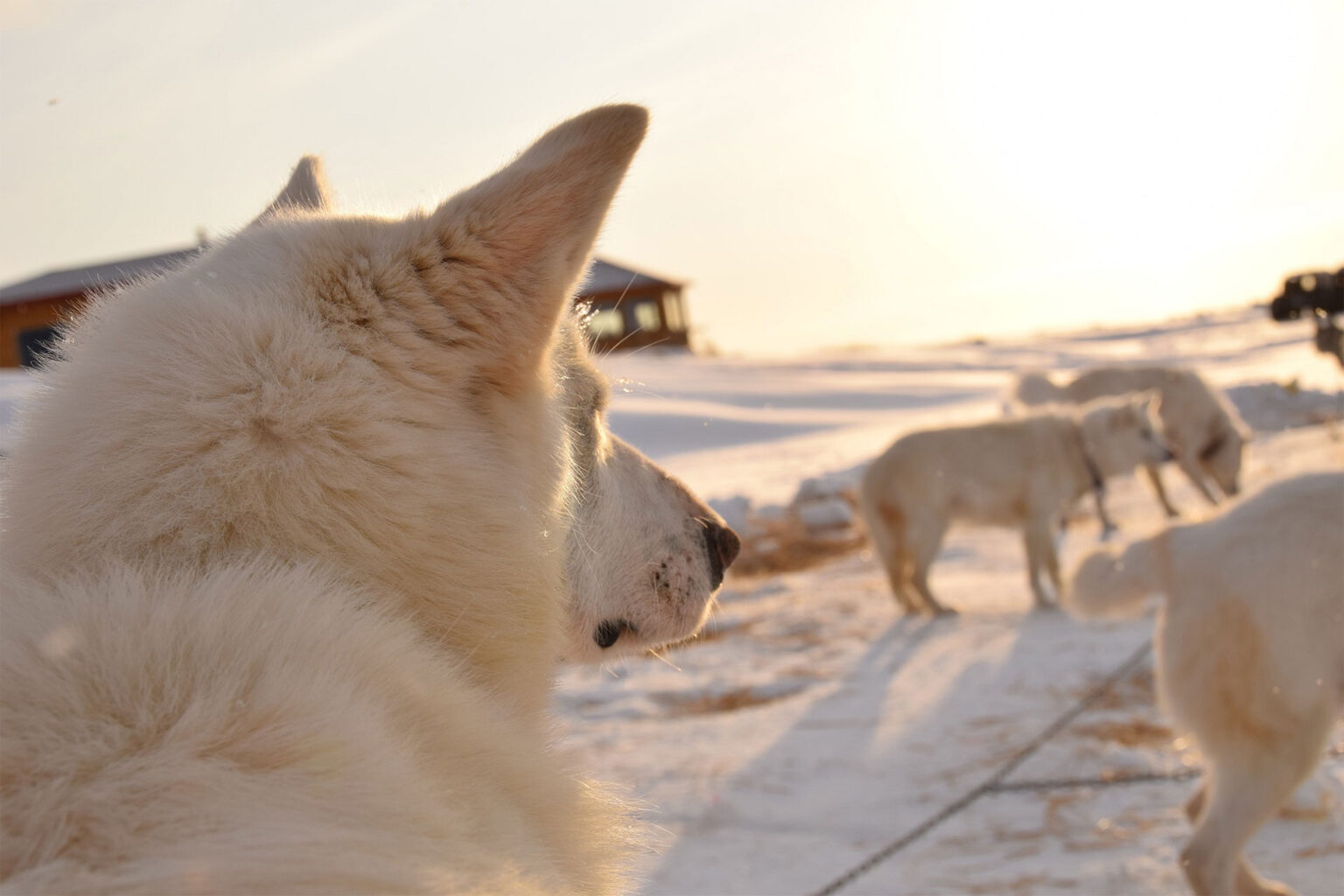 Things to Do in Churchill | Blueberry Inn | Churchill, Manitoba